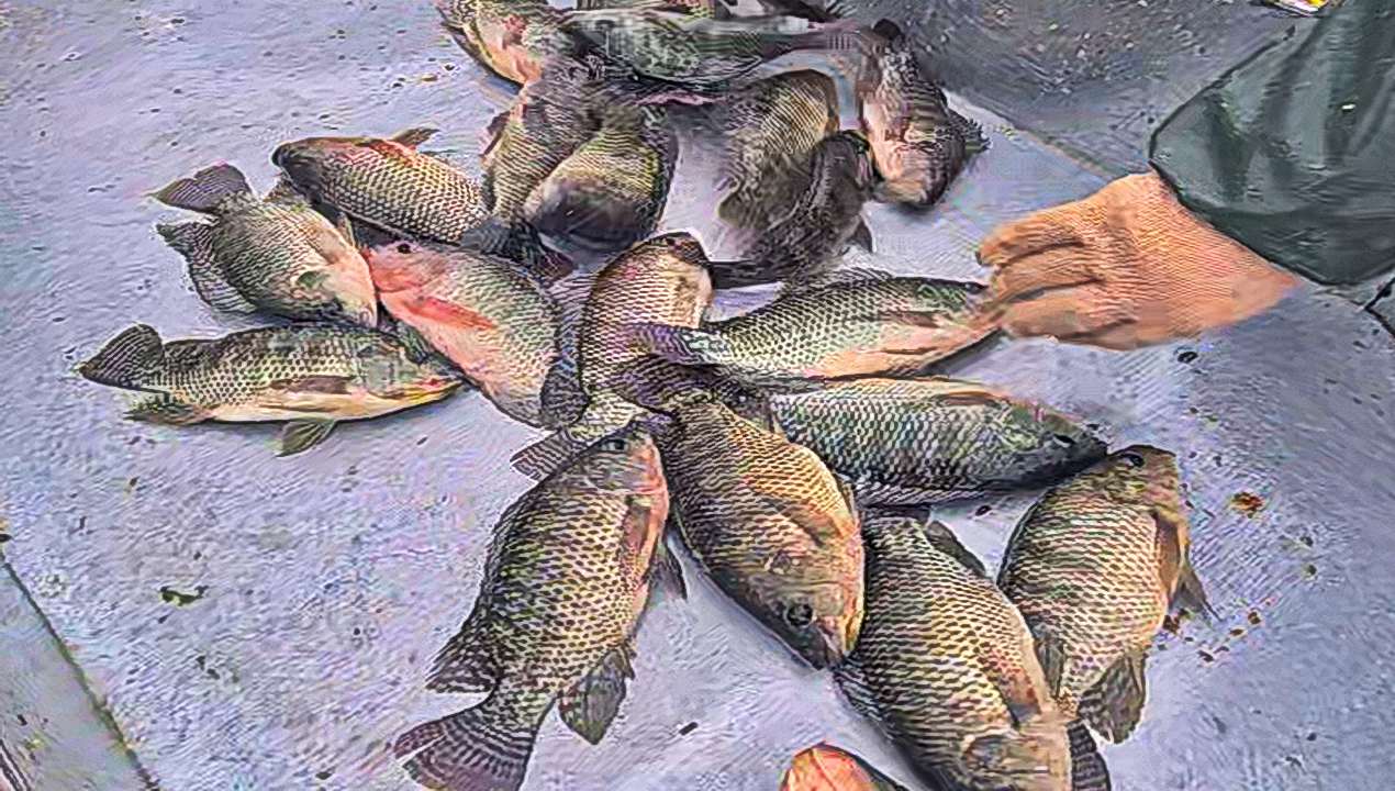 Revolutionary Desert Fish Farming at Lana Fish Farm