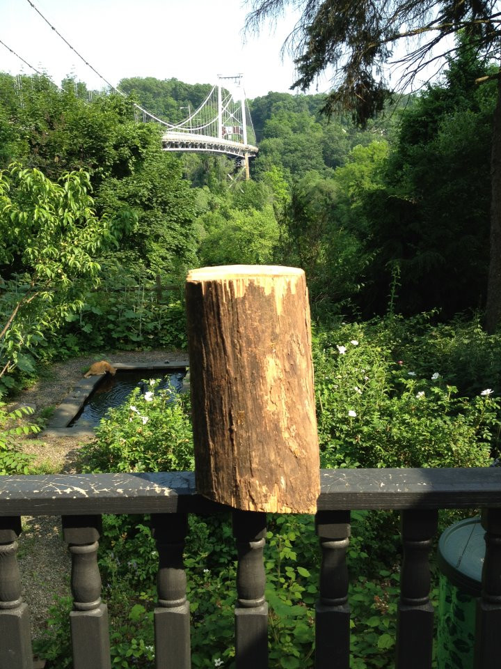 Larry the Log II, Save trees, forest conservation