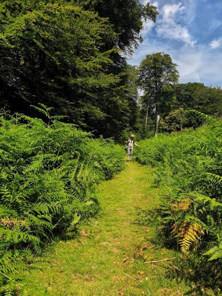 The lovely Bolderwood Deer Sanctuary in Hampshire's New Forest - review