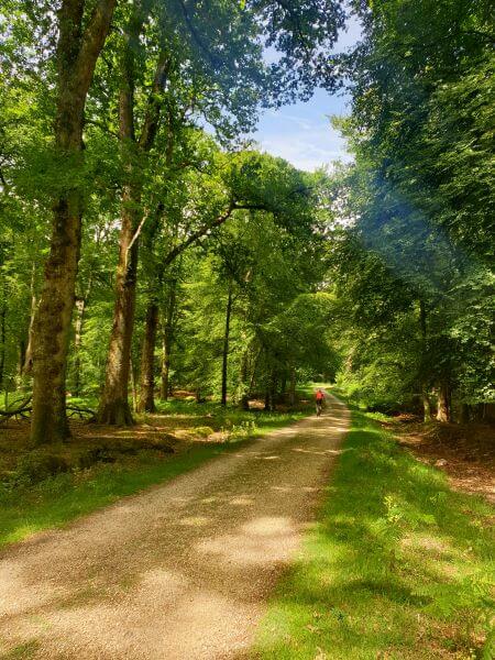 The lovely Bolderwood Deer Sanctuary in Hampshire's New Forest - review