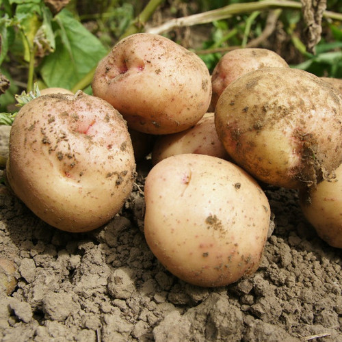 Lagringspoteter - Kerr's Pink-Asterix-Pimpernell (25kg sekk) | grimen