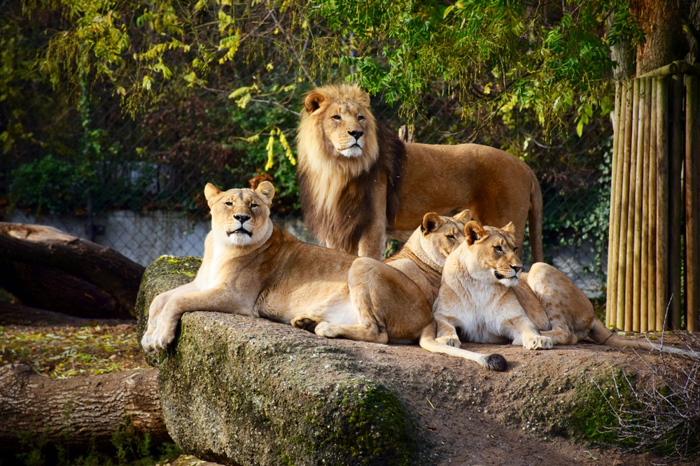 Basel Zoo (BS) l Family Travel Blog Switzerland by the Family of 5