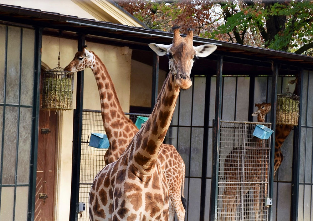 Basel Zoo (BS) l Family Travel Blog Switzerland by the Family of 5