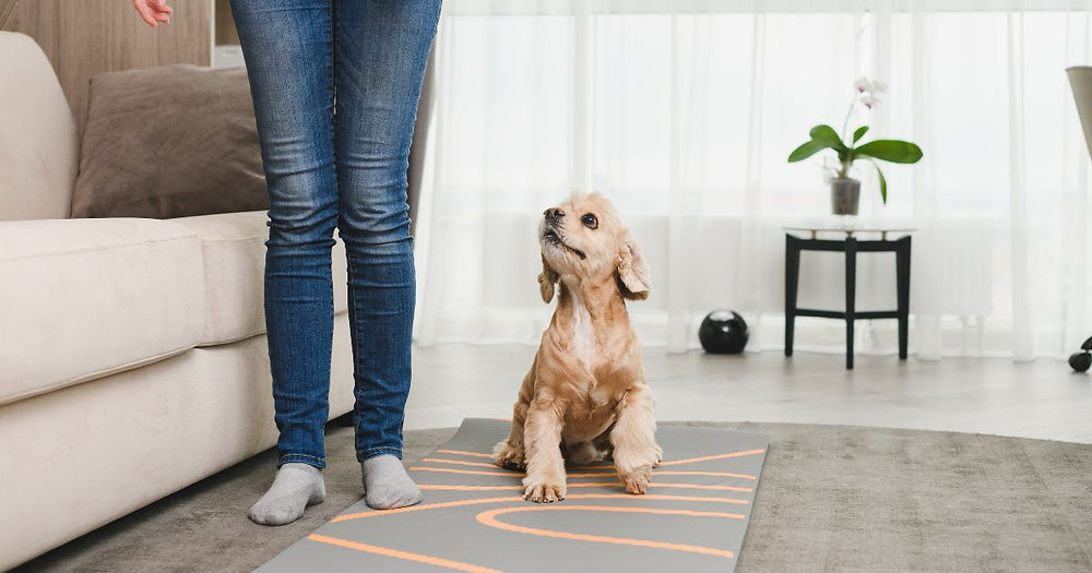 How to Apologize When your Dog Bites Someone