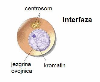 Mejoza - besplatne instrukcije