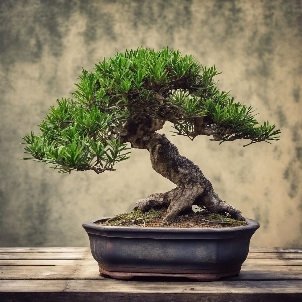 'Podocarpus: The Buddhist Pine Bonsai Care Guide | Connaught Bonsai'
