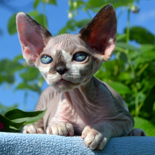 361 Darina (U) female Sphynx kitten | Kittens Up