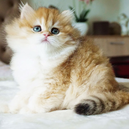 596 Helen (U) British longhair female kitten | Kittens Up