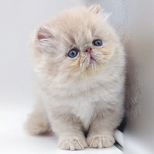 062 Confetti (R) Persian female kitten | Kittens Up