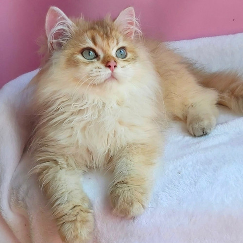 694 Eremey (U) British longhair male kitten | Kittens Up