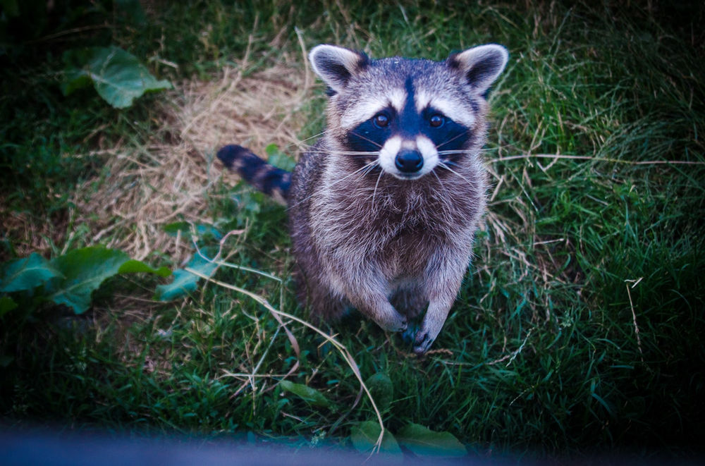 Critter Profile: Northern raccoon | Part 2