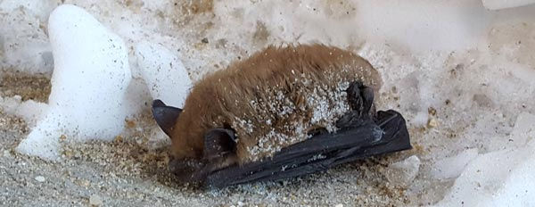 Do Iowa bats stick around for the snow?