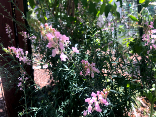 1 Starter Plant of Linaria purpurea Canon West Pink Toadflax Perennial ...