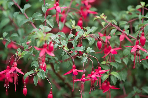 Fuchsia 'Riccartonii' Hardy Fuchsia | the-clayton-farm