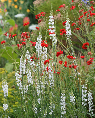 Linaria purpurea ‘Alba’ Seeds - 30 Seeds | the-clayton-farm