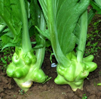 Mustard Chinese Big Stem Mustard | the-clayton-farm