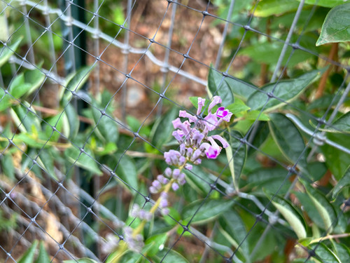 Buddleja lindleyana Butterfly Bush | the-clayton-farm