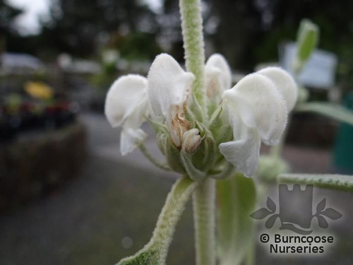 Phlomis purpurea 'Alba' Jerusalem Sage White Starter Plant | the ...
