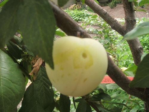 Japanese Shiro Plum Tree | the-clayton-farm