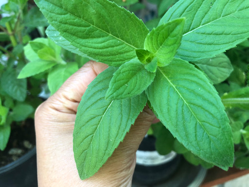 Hilary's Sweet Lemon Mint Plant | the-clayton-farm