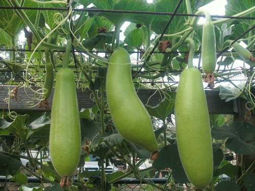 Asian Short Gourd | the-clayton-farm