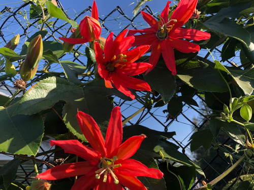 Passiflora parritae x tarminiana ‘Oaklandia' Seeds - 30 Seeds | the ...