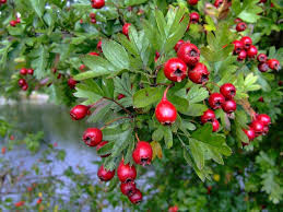 Hawthorn Berry | the-clayton-farm