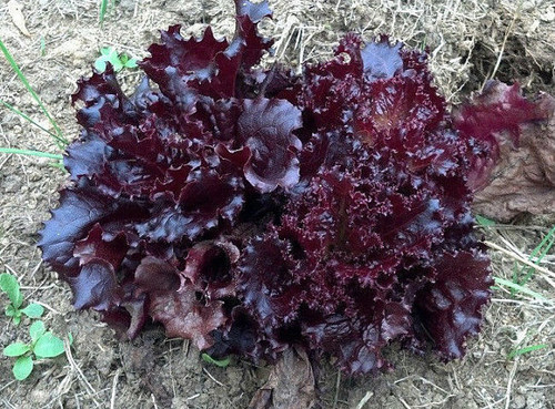 S080X01. Lettuce Ruby Red | the-clayton-farm