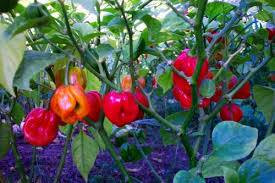 Congo Red Pepper | the-clayton-farm