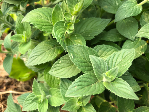 Perennial Herb Hilary's Sweet Lemon Mint Seeds - 30 Seeds | the-clayton ...