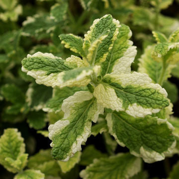Variegated Pineapple Mint Mentha suaveolens ‘Variegata' | the-clayton-farm