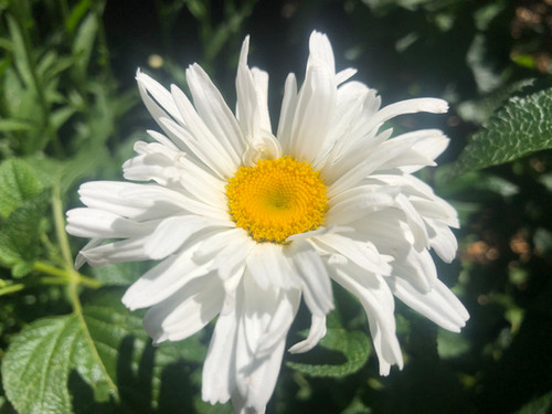 Crazy Daisy Shasta Daisy Seeds | the-clayton-farm