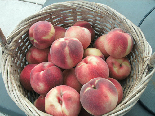 Arctic Supreme White Peach | the-clayton-farm