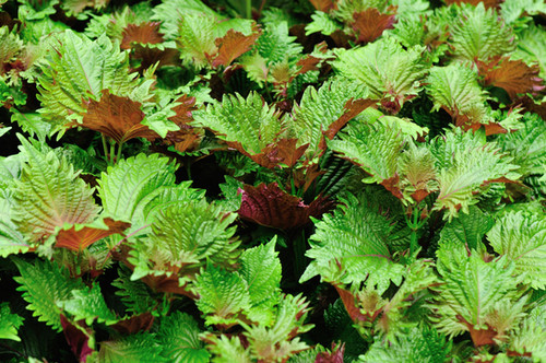 Vietnamese Perilla, Tia To (Tiet To) | the-clayton-farm