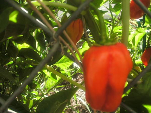 S049X01. West Indian Red Pepper | the-clayton-farm