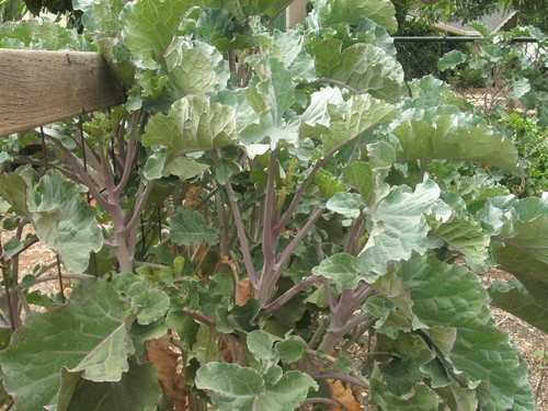 Purple Tree Collard Seeds | the-clayton-farm
