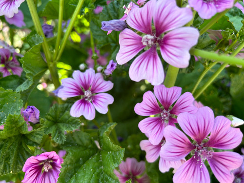 Zebra Mallow Malva sylvestris 'Zebrina' Starter Plant | the-clayton-farm