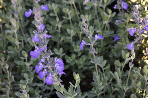 Germander Sage Starter Plant | the-clayton-farm