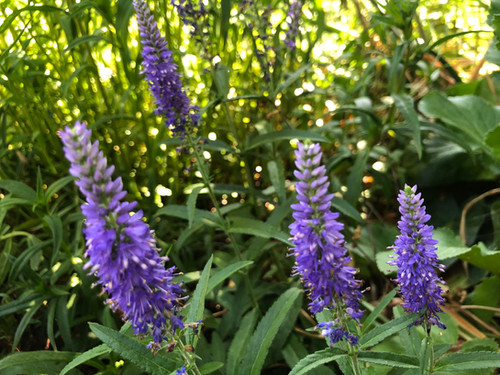 Veronica Hocus Pocus Starter Plant | the-clayton-farm