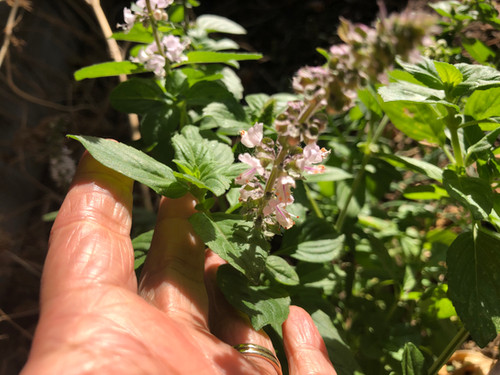 African Blue Basil Starter Plant | the-clayton-farm