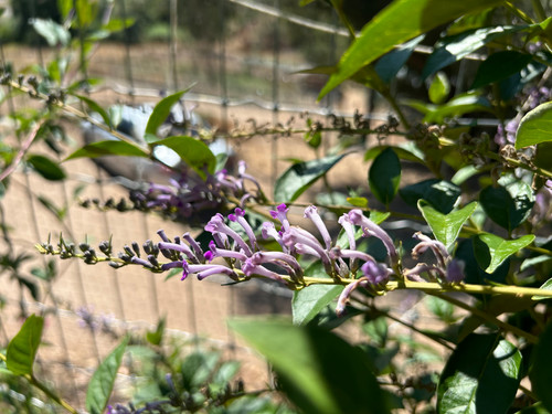 Buddleja lindleyana Butterfly Bush - 30 Seeds | the-clayton-farm