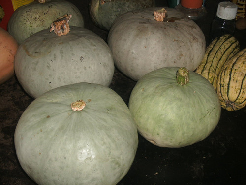 Squash Hokkaido Stella Blue Squash | the-clayton-farm