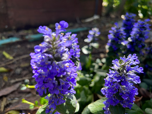 3 Bare Root Plants of Ajuga genevensis Carpet Bungle | the-clayton-farm