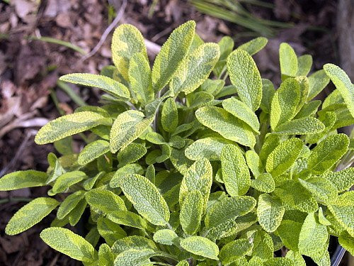 Tricolor Golden Sage | the-clayton-farm