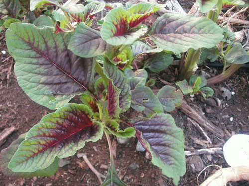 Edible Amaranth Red Stripe Leaf | the-clayton-farm