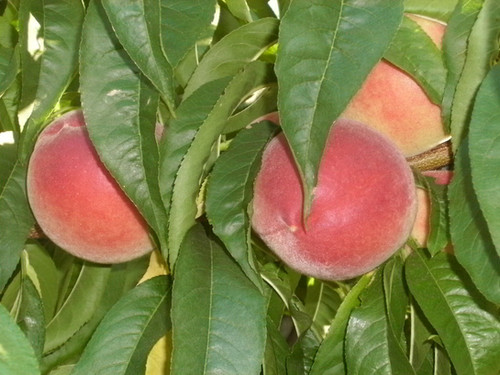 Babcock White Peach Tree | the-clayton-farm