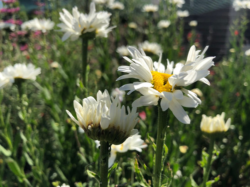 Shasta Daisy Snow Lady Seeds | the-clayton-farm