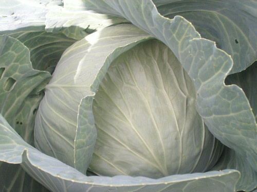 S088X01. Cabbage Late Flat Dutch | the-clayton-farm