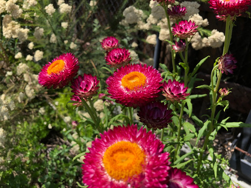 Helichrysum bracteatum ‘Monster Rose’ Seeds | the-clayton-farm