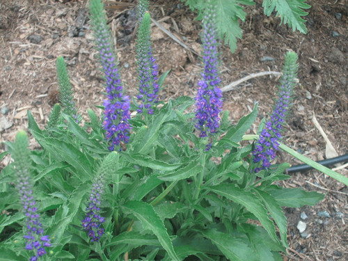 Veronica Hocus Pocus Starter Plant | the-clayton-farm